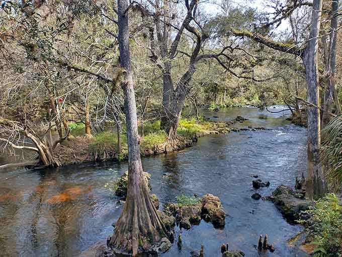 Cypress knees rise from tea-colored water like nature's own sculpture garden, perfectly still and timelessly beautiful.