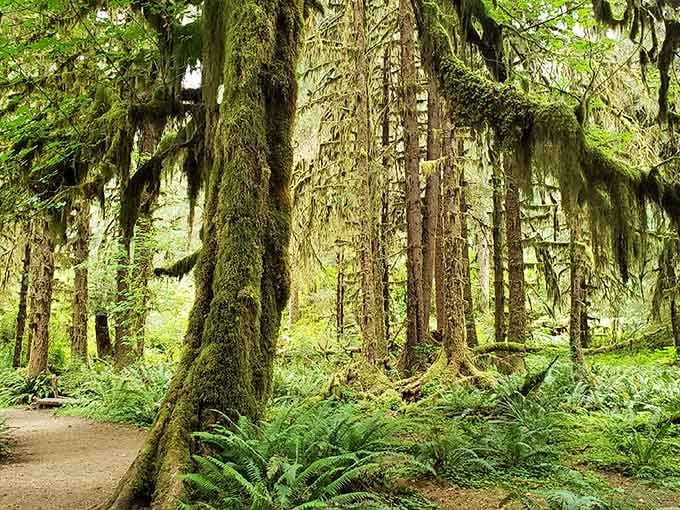 These moss-draped giants wear their green coats with more style than any fashion runway could imagine.