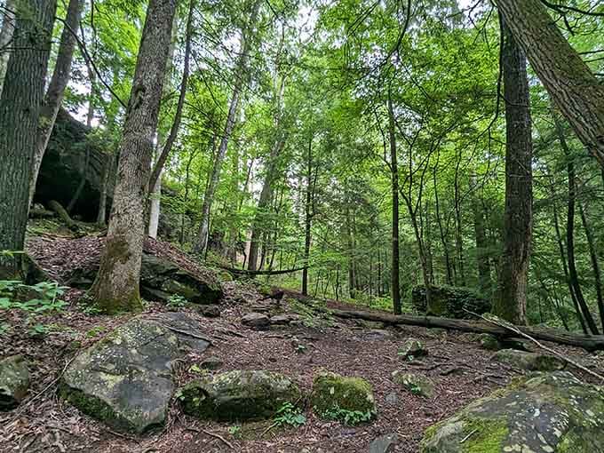 The trail winds through forest so peaceful, even your anxious thoughts take a vacation for once.