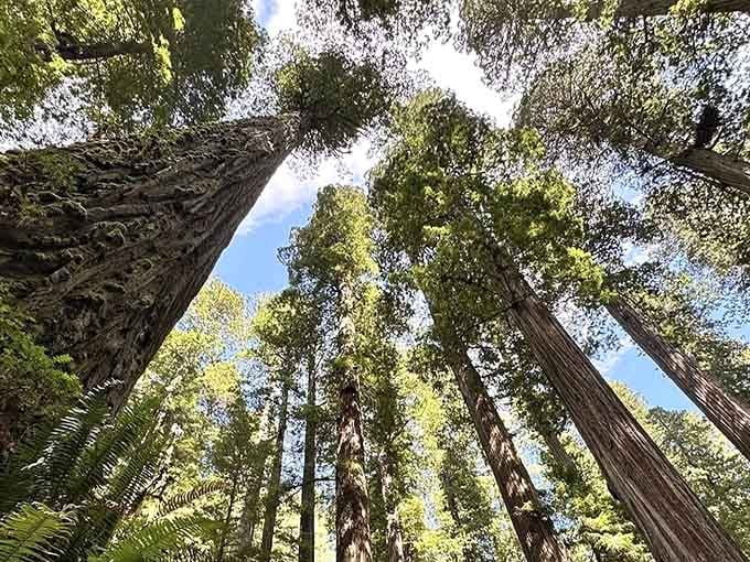 Looking up at these ancient giants is like standing in nature's own cathedral, minus the uncomfortable pews.