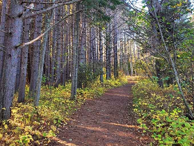 The forest path to paradise is surprisingly short, just long enough to build anticipation properly.
