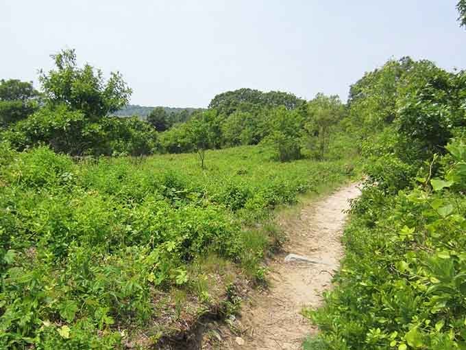 Lush vegetation flanking the sandy path proves that Cape Cod's beauty isn't just about the beaches.