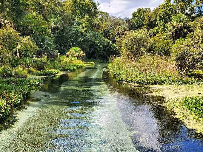 That crystal-clear water isn't Photoshopped. Rock Springs really does look like liquid glass flowing through the Florida wilderness.