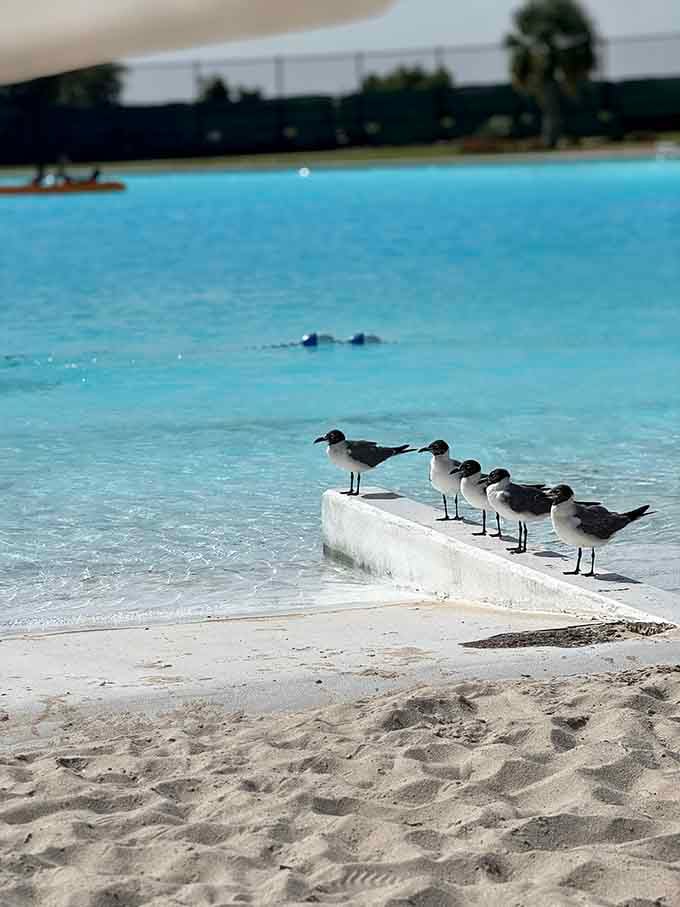 Even the local birds know a good beach setup when they see one&mdash;they're lined up like critics at a resort review.