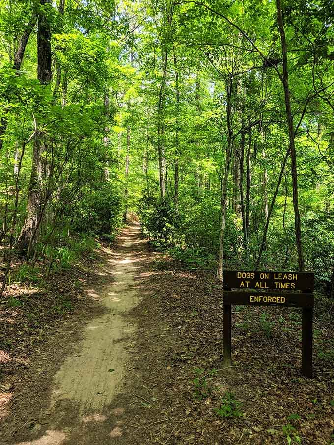 These shaded trails wind through the forest like nature's own choose-your-own-adventure book, dogs welcome with leashes.
