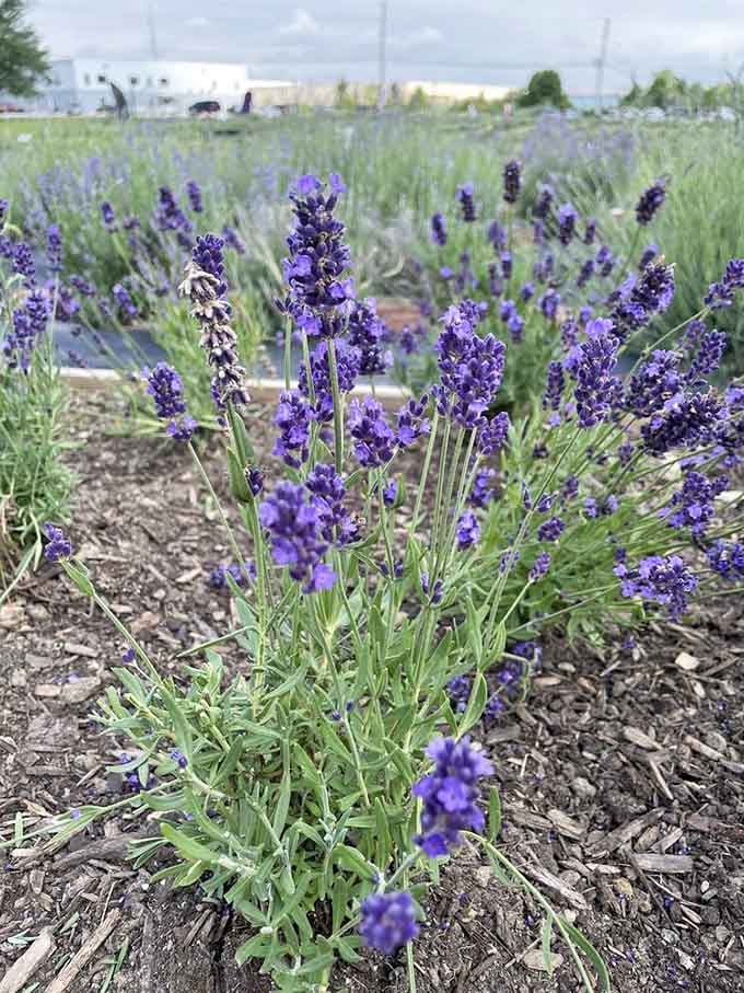 These lavender blooms are showing off their best purple, and honestly, who could blame them for being proud?
