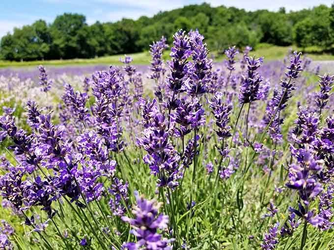 Up close, these lavender blooms look like tiny purple fireworks frozen mid-explosion. Absolutely stunning.