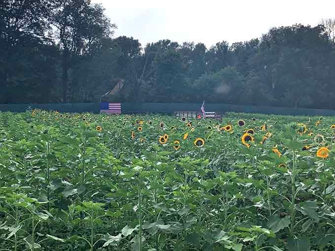 Liberty Farm's sunflowers stand tall like nature's own welcoming committee, ready to brighten your entire week.