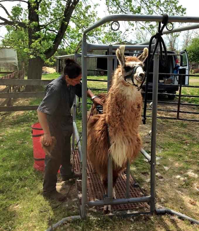 Spa day for llamas involves considerably more equipment than you'd expect, but the results are fabulous.