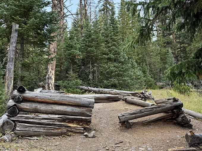 Time's patient work on display: cabin logs settling into their final resting place among the pines.