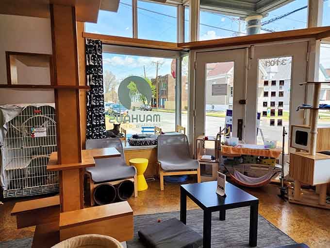 Sunlight streams through windows onto cat towers and cozy nooks, creating the ultimate lounge for humans and felines alike.