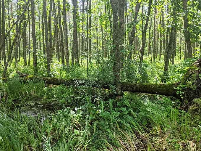 Fallen logs create natural sculptures in this lush forest floor, where moss and ferns thrive beautifully.