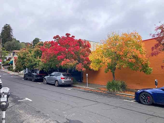 Those fiery trees against the terracotta wall prove California does fall foliage better than anyone expected.