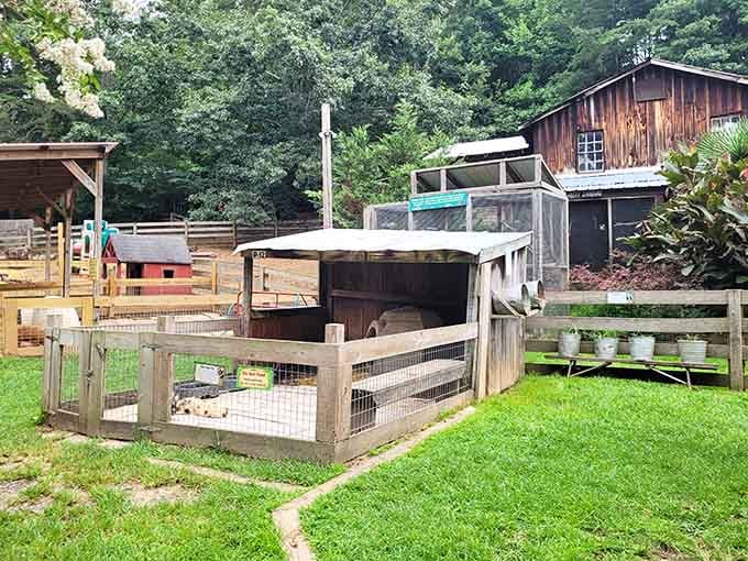 The rustic barn setup gives serious country vibes, where animals roam and city stress officially takes a vacation.