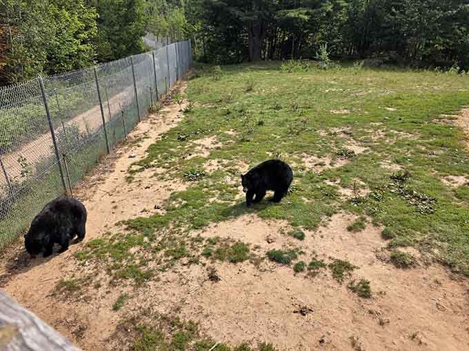 These bears have mastered the art of social distancing while still maintaining their close friendship bonds beautifully.