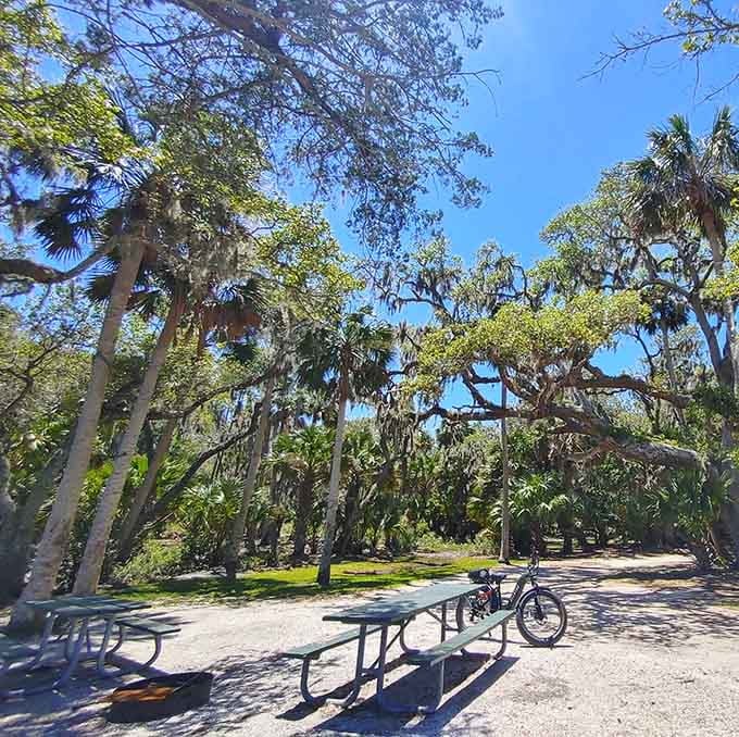 Picnic tables under Spanish moss feel like dining in nature's own cathedral, minus the dress code.