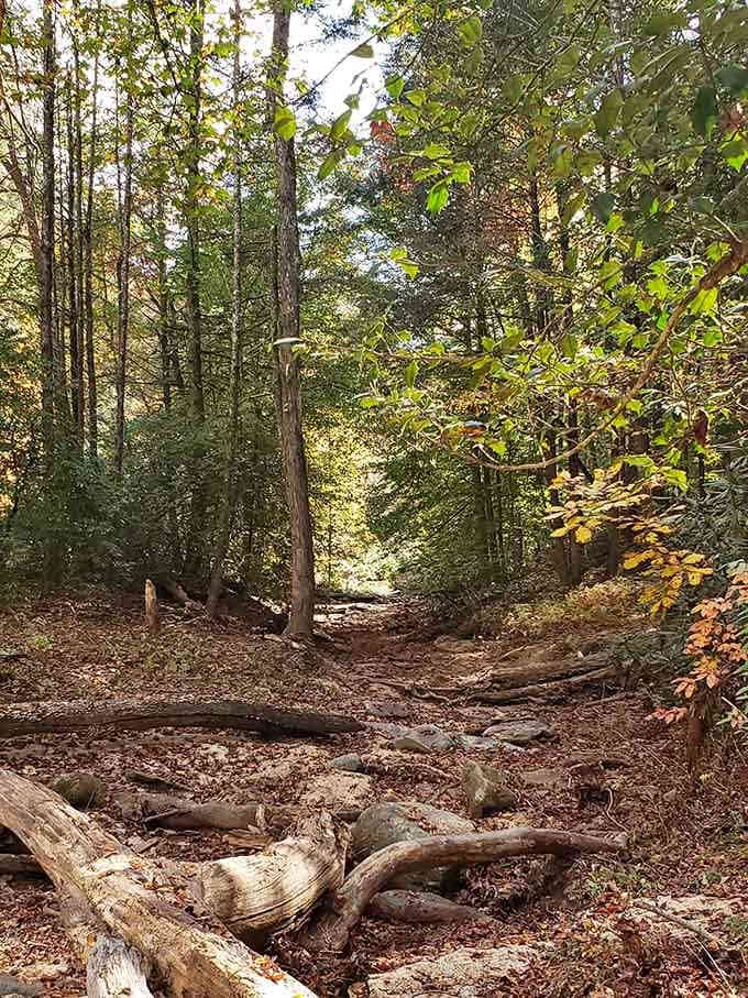 The trail might look rustic, but it's nature's way of building anticipation for what's ahead.