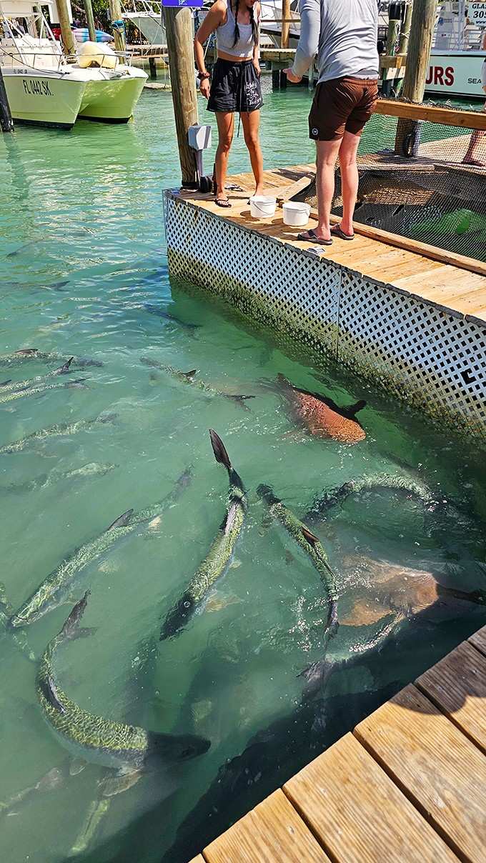 These prehistoric beauties cruise the shallows with the confidence of celebrities who know everyone's here specifically to see them.