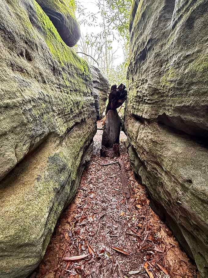 These moss-covered passages feel like secret corridors in a fantasy novel, minus the dragons and questionable special effects.