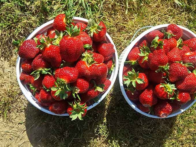Two buckets of ruby-red perfection that'll make you question every store-bought strawberry you've ever settled for.