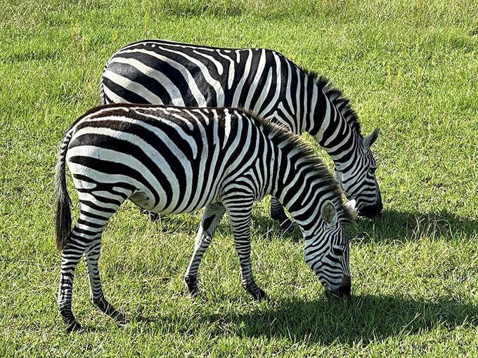 When zebras graze together like this, it's basically the world's most stylish book club meeting, minus the wine.