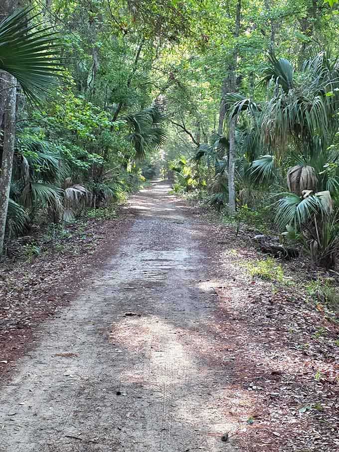 Palmettos frame this path like Florida's version of a grand entrance, only better than any hotel lobby.