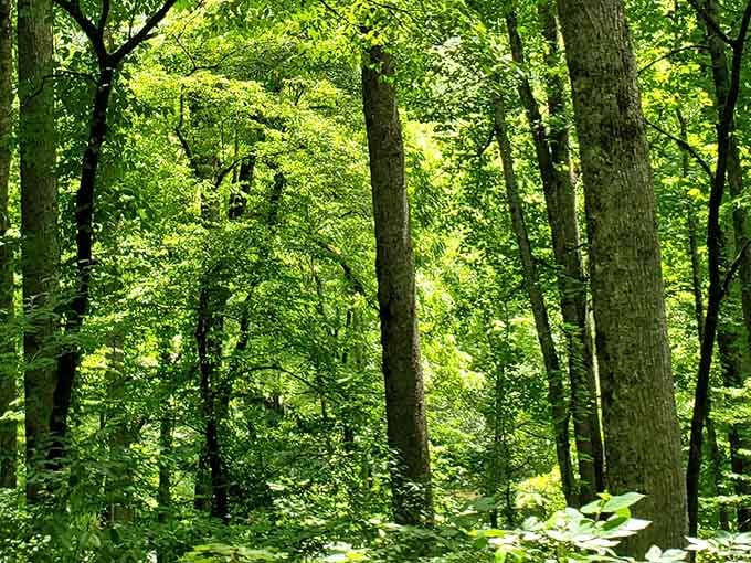 These towering hardwoods create a cathedral of green that no architect could ever replicate or improve upon.