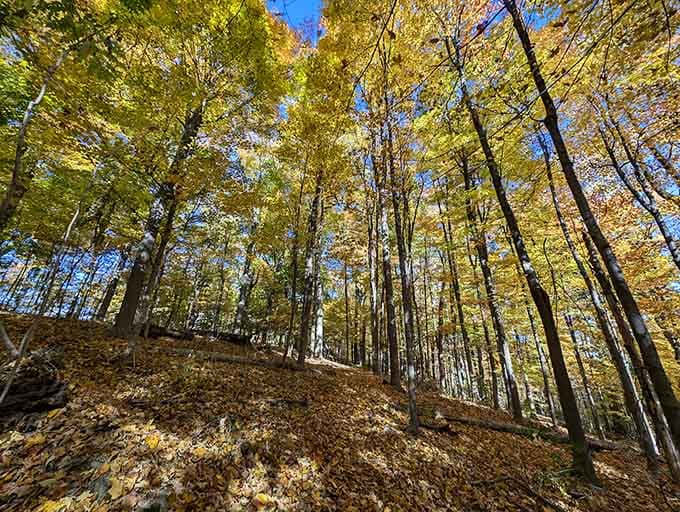 Fall foliage transforms these woods into a golden cathedral that would make any landscape painter weep with joy.