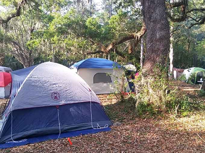 Pitch your tent under towering oaks and sleep where nature's symphony plays all night long.