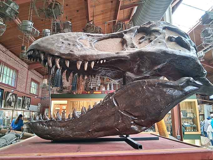Nothing says "welcome to our museum" quite like a massive T-Rex skull reminding you that everything eventually becomes history.