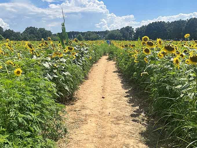 Walking paths wind through nature's happiest creation, where every turn reveals another reason to smile ridiculously.
