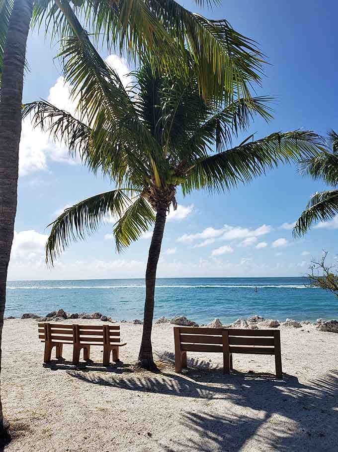 Two benches, one palm tree, and a view that'll make you question every life decision that kept you away.