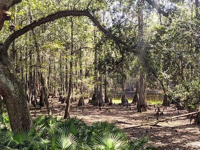 Ancient cypress trees standing in dark water like nature's own cathedral, minus the uncomfortable pews.