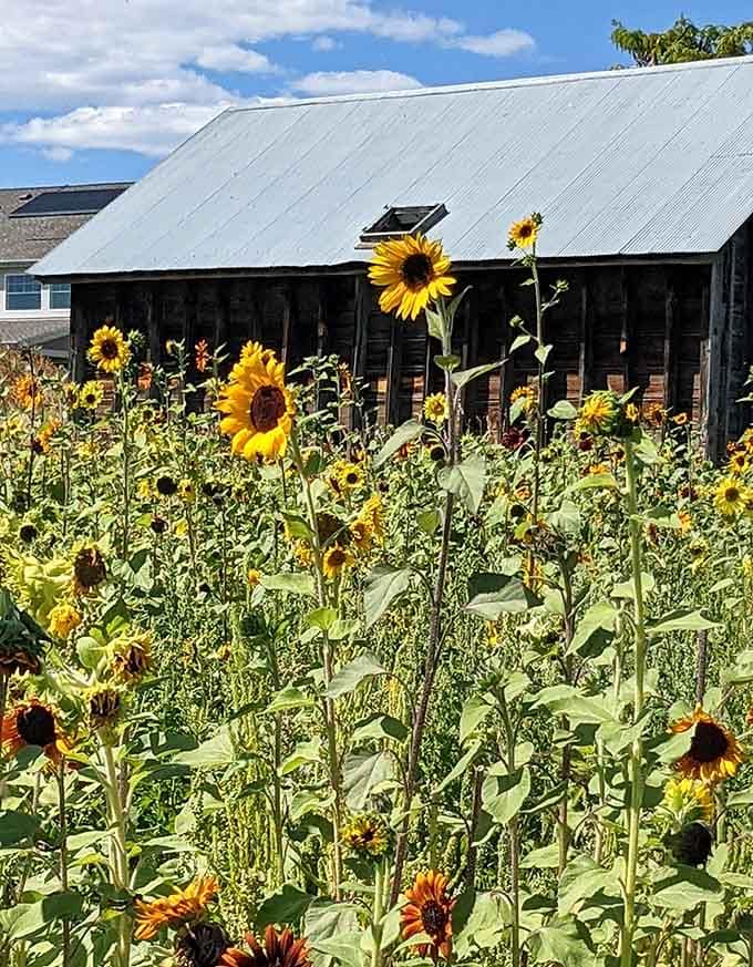 Sunflowers reach impressive heights here, creating natural cathedral walls that make you feel wonderfully small and peaceful.