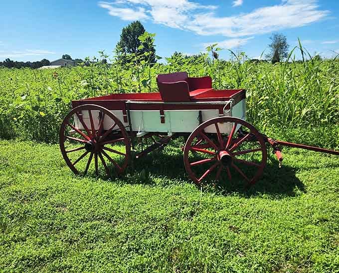 Nothing says "authentic farm charm" quite like a vintage wagon that's seen more Instagram posts than actual hay.