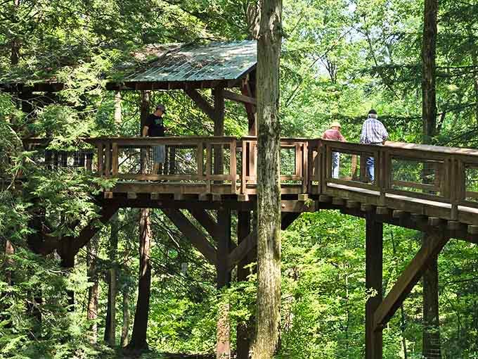 The canopy walk's covered platform: your treehouse dreams, now with actual structural engineering and safety codes.