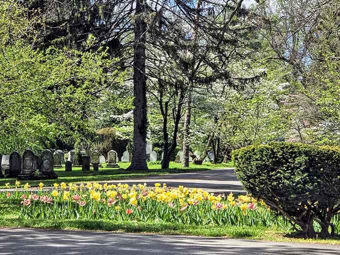 Spring's golden ambassadors line the walkways, proving that beauty blooms in the most unexpected places.