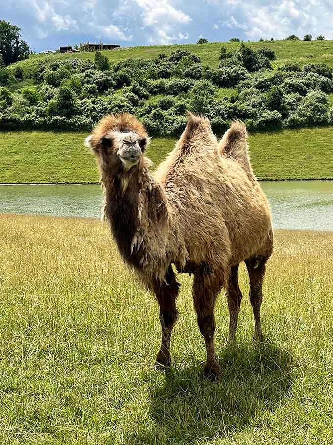 This Bactrian camel's expression suggests it knows something you don't, probably about how surprisingly perfect Ohio weather is.