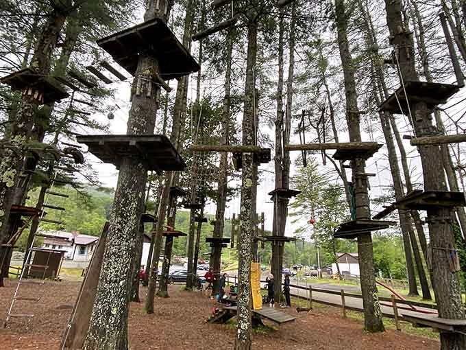 Because apparently someone thought, "You know what this forest needs? An aerial obstacle course for overachievers."