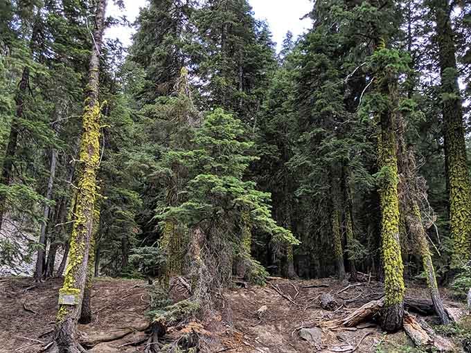 These moss-covered pines have been watching floaters drift by for decades, silent witnesses to countless summer memories.