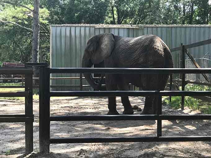 Behind the scenes at Two Tails Ranch, where elephants enjoy spacious habitats designed for their comfort and well-being.