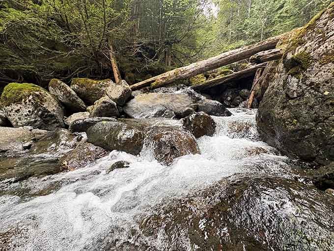 Big Creek doesn't whisper; it roars over moss-covered boulders like it's auditioning for a nature documentary soundtrack.