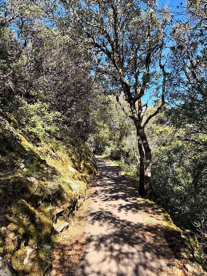 Dappled sunlight through twisted branches creates nature's own cathedral, minus the uncomfortable pews.