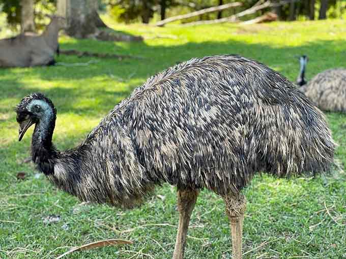 This emu has mastered the art of looking simultaneously dignified and utterly ridiculous, quite the achievement.