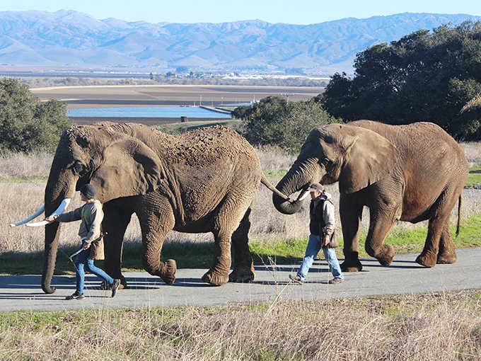 These gentle giants taking their daily constitutional proves that retirement in California beats a circus tent any day.