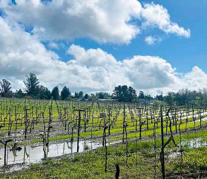 After winter rains, these vines stand in puddles like they're contemplating their next vintage masterpiece.