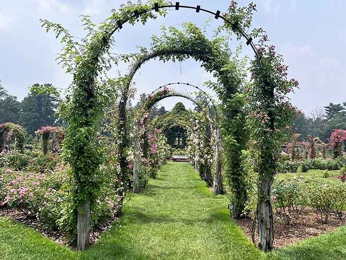These rose-covered arches at Elizabeth Park prove that the best things in life really are free, especially when they smell this good.