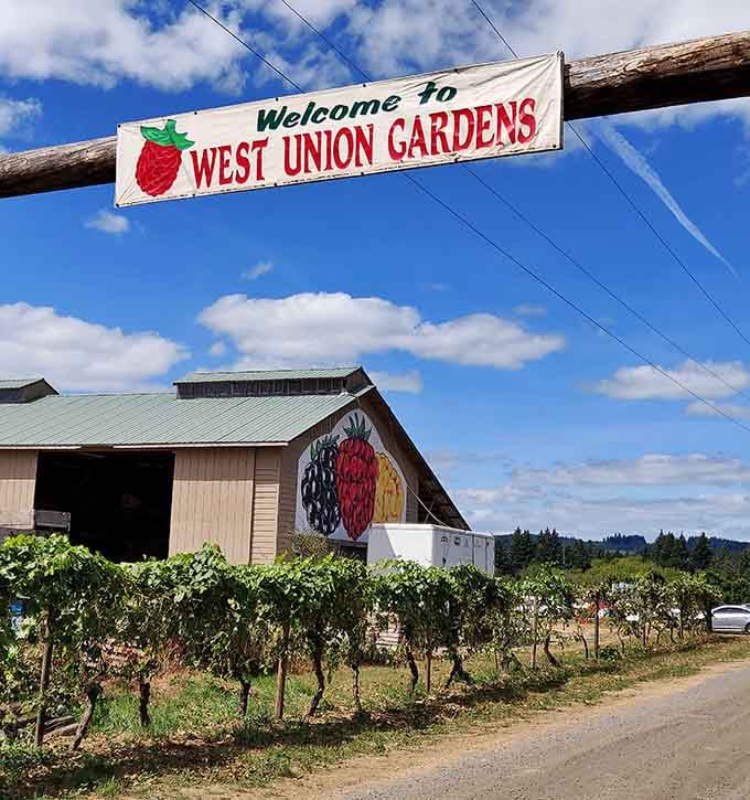 That welcoming strawberry sign isn't lying; this farm delivers exactly the kind of joy it advertises daily.
