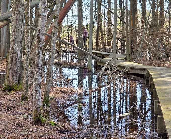 Wooden boardwalks wind through cedar swamps where every step feels like a scene from a nature documentary.