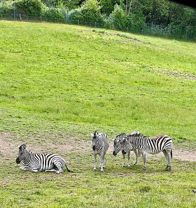 Zebras lounging like they're on a spa day, proving that stripes never go out of style.
